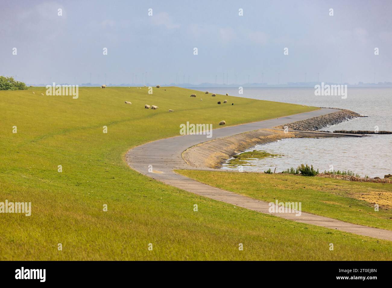 Salt marshes on the dike on the Eiderstedt peninsula Stock Photo - Alamy