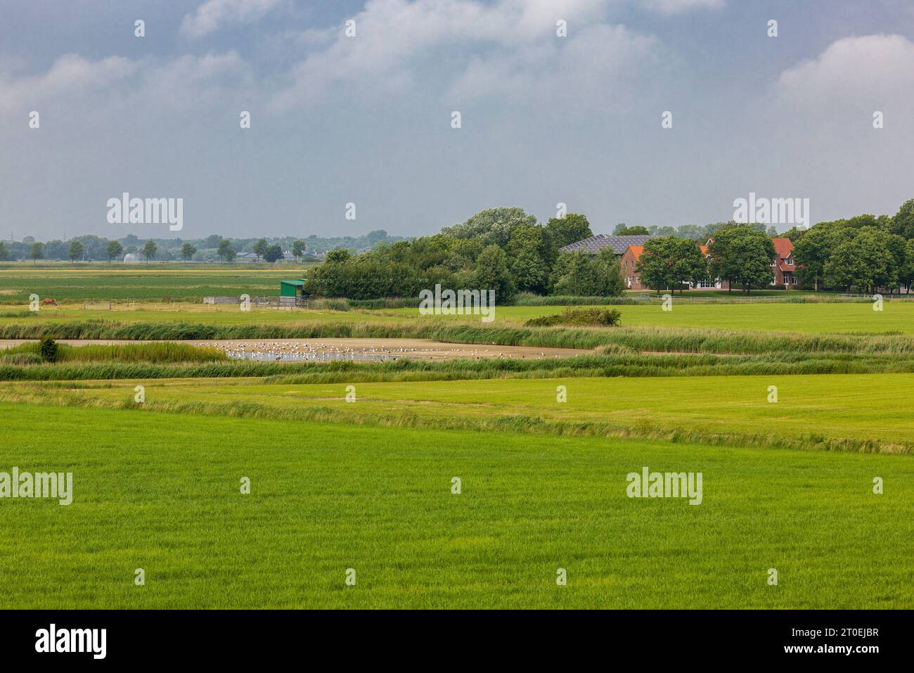 View of the inland on the peninsula Eiderstedt Stock Photo - Alamy