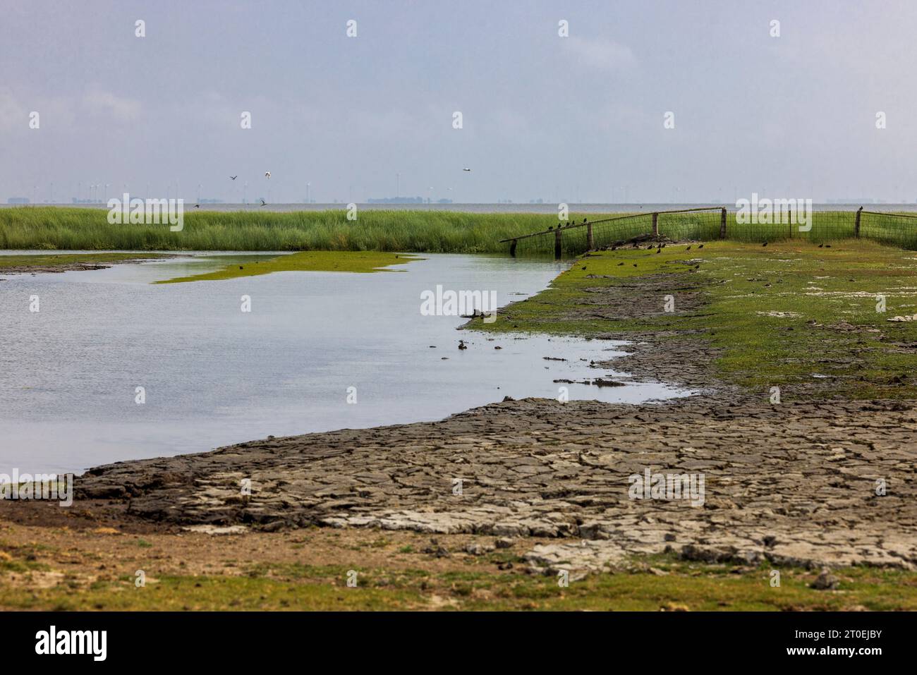 Salt marshes on the dike on the Eiderstedt peninsula Stock Photo - Alamy