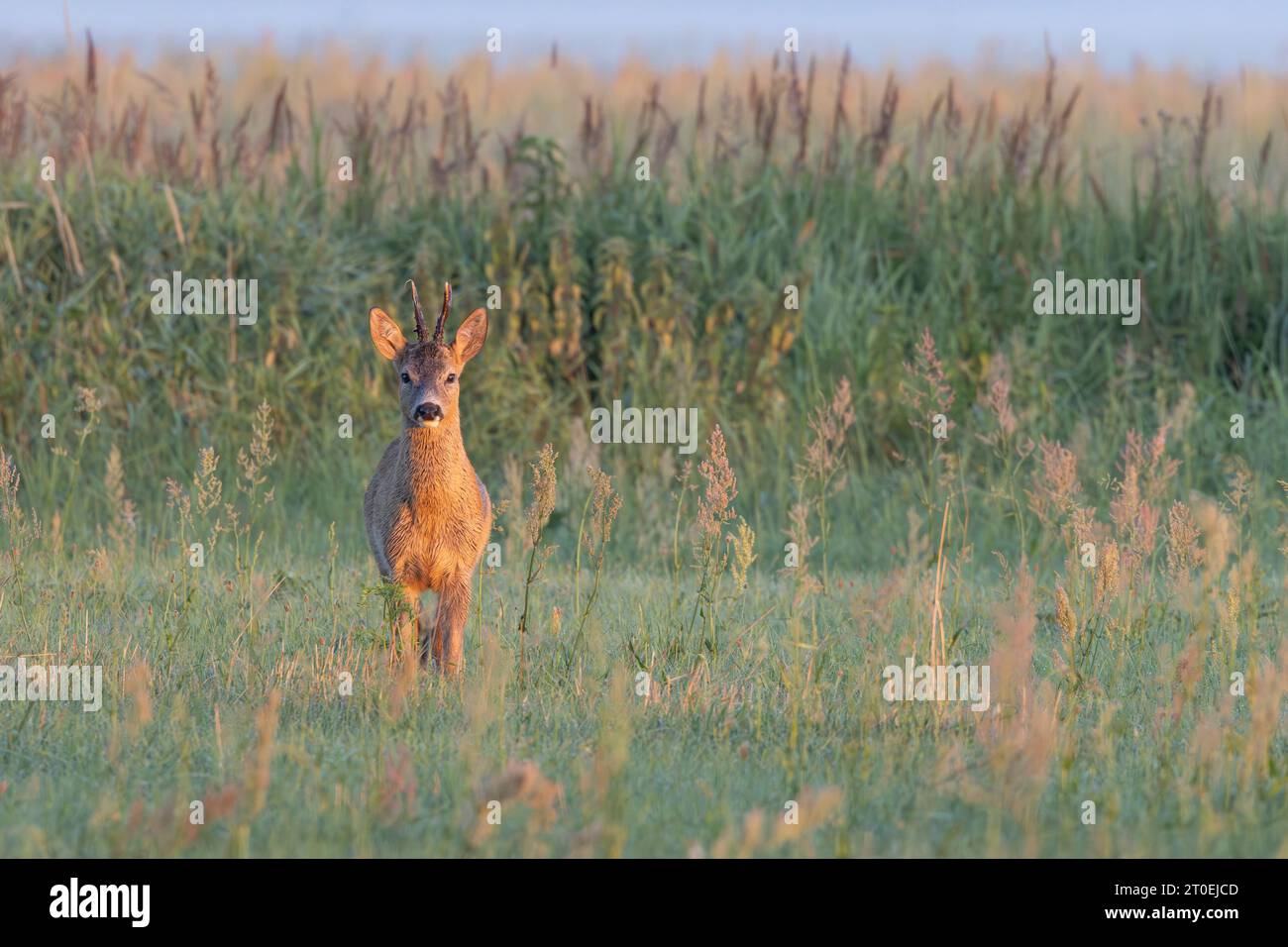 Attentive roebuck hi-res stock photography and images - Alamy