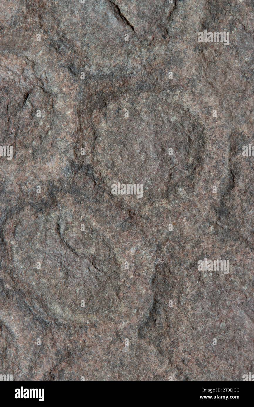 Fossil seed pod from the Eocene epoch, Duchesne County, Utah Stock ...