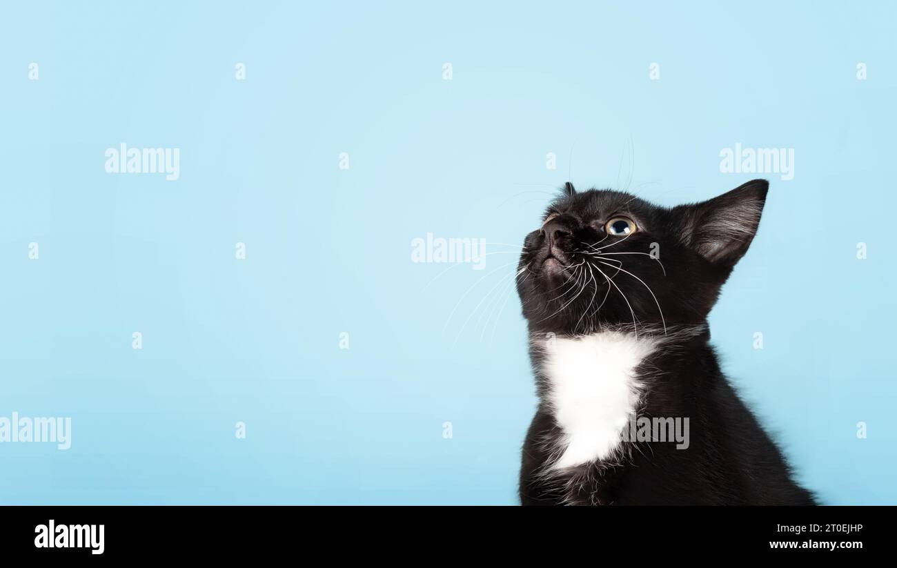 Curios kitty looking up on blue background, perspective view. Cute ...