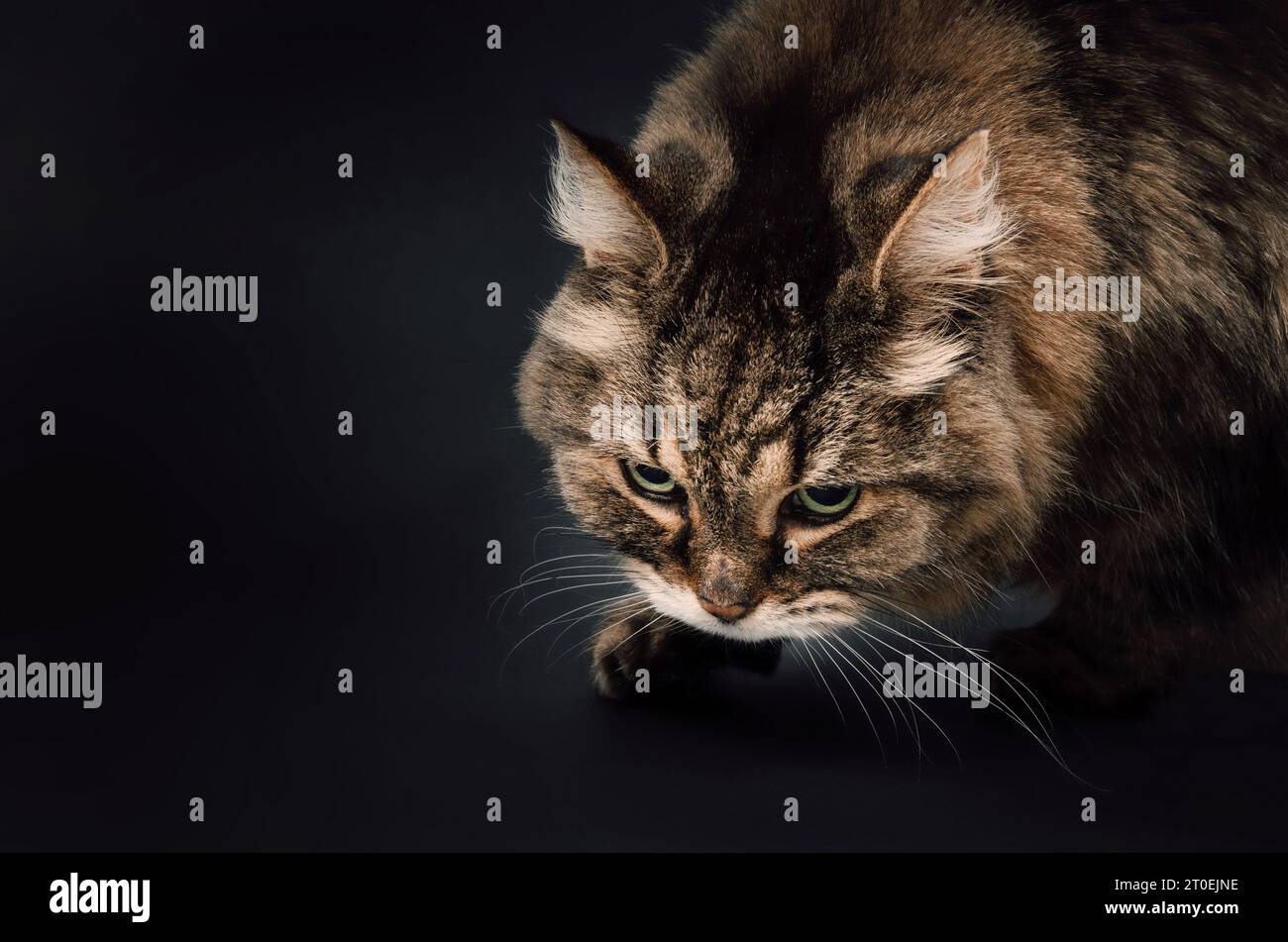 Tabby cat stalking up on something dark background. Front view of ...