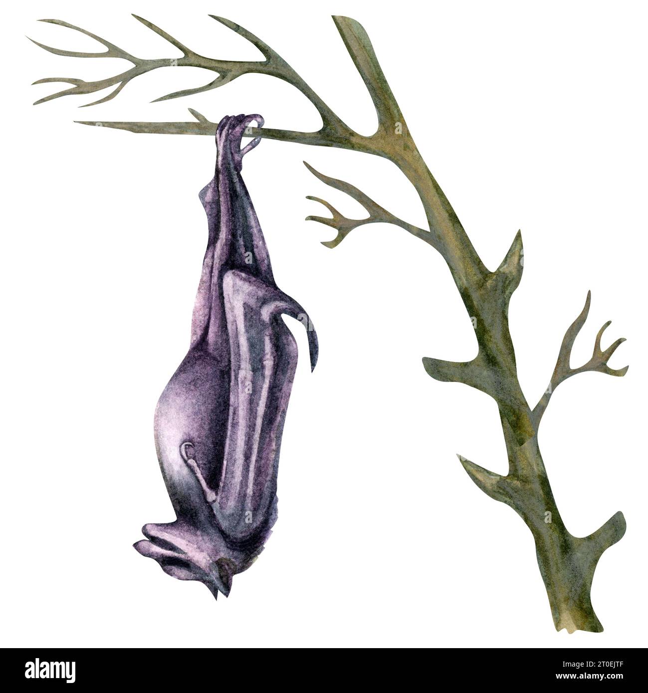 Watercolor vampire bats sleeping on a branch for Halloween. Elements ...