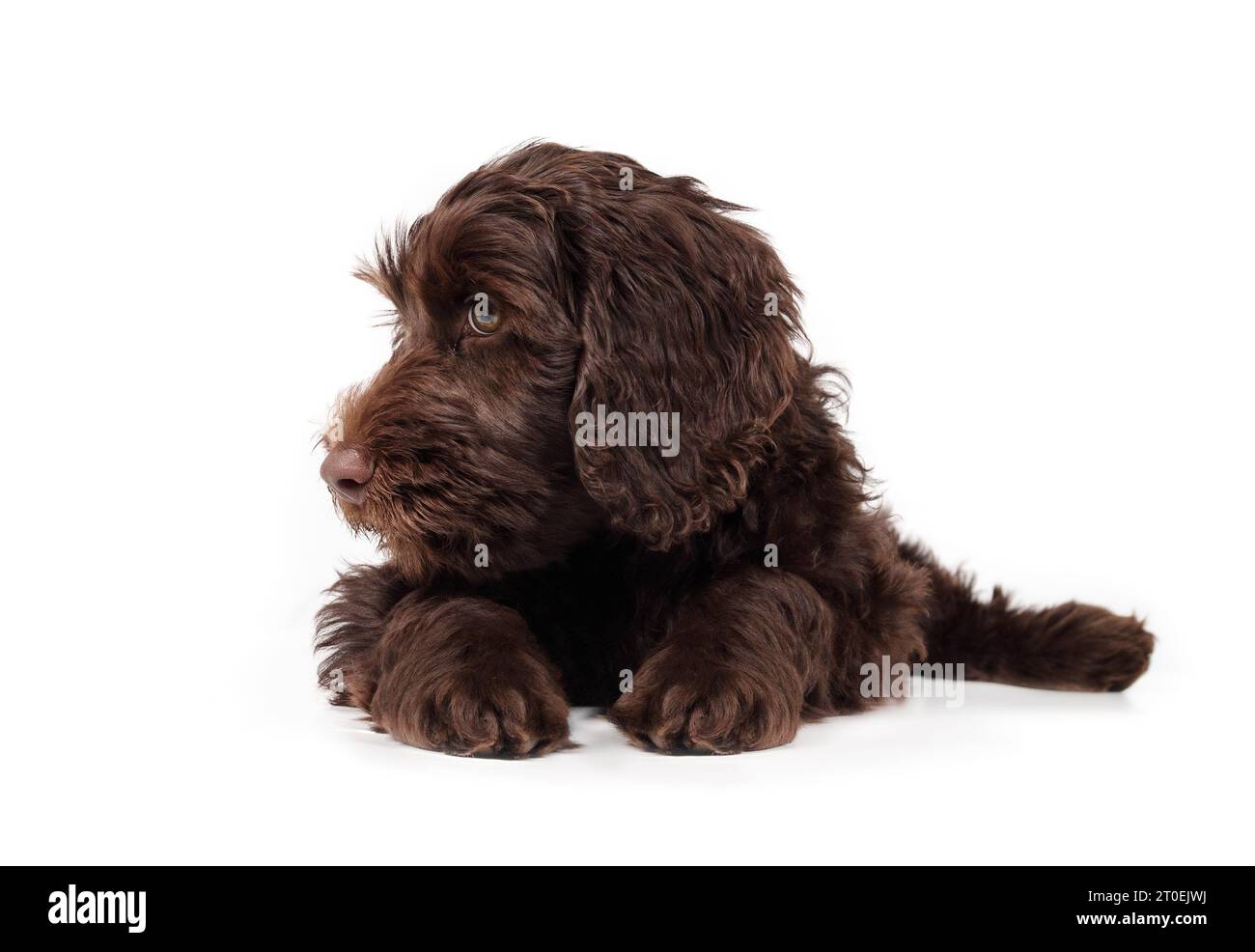 Isolated labradoodle puppy lying and looking to side. Full body of cute ...