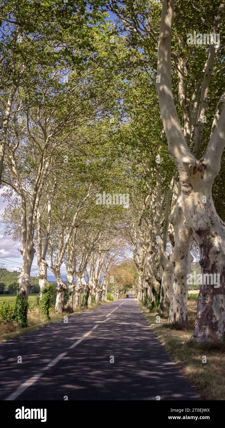 Avenue of trees hi-res stock photography and images - Alamy