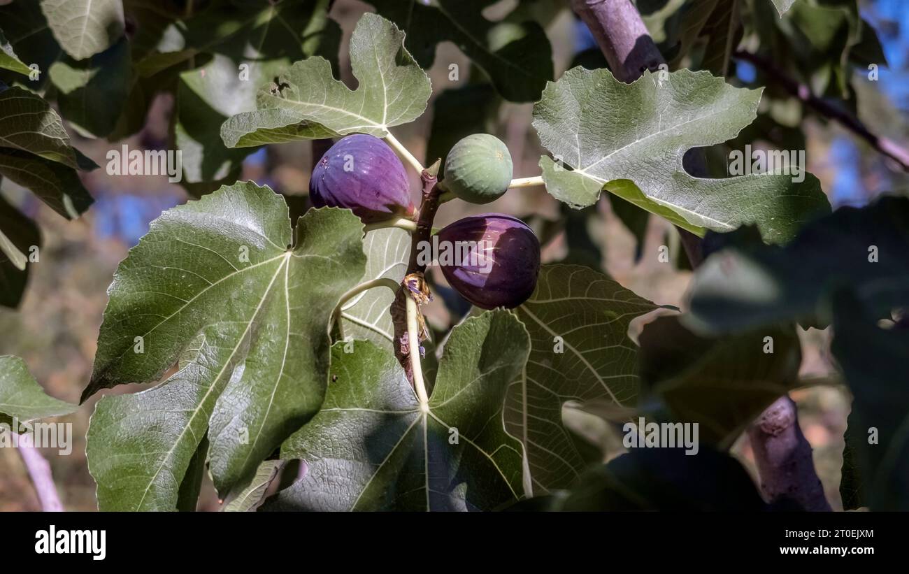Fig travel detail hi-res stock photography and images - Alamy