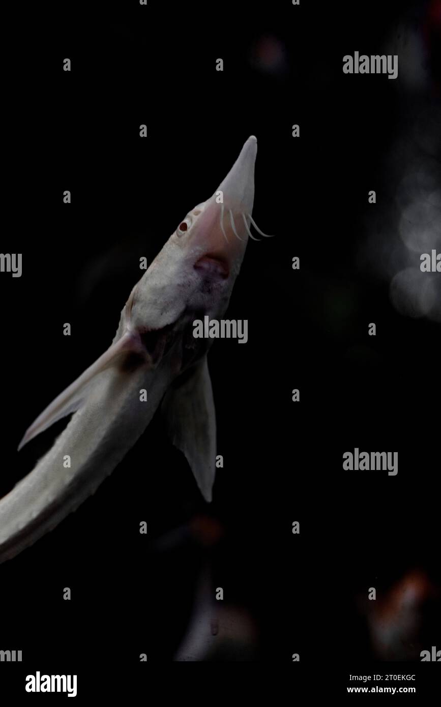 Single fish in dark aquarium Stock Photo - Alamy