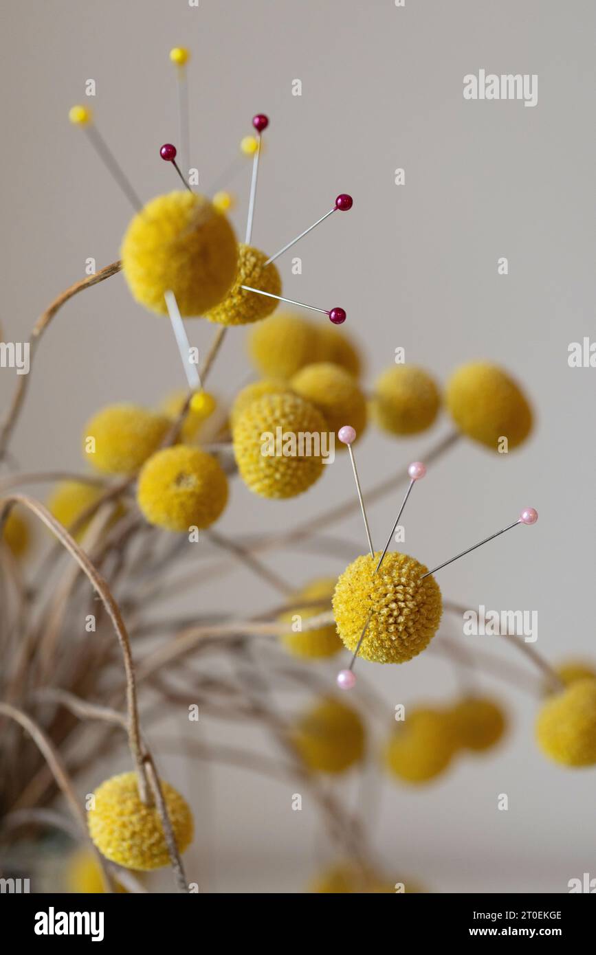 Cutting woody stem flower hi-res stock photography and images - Alamy