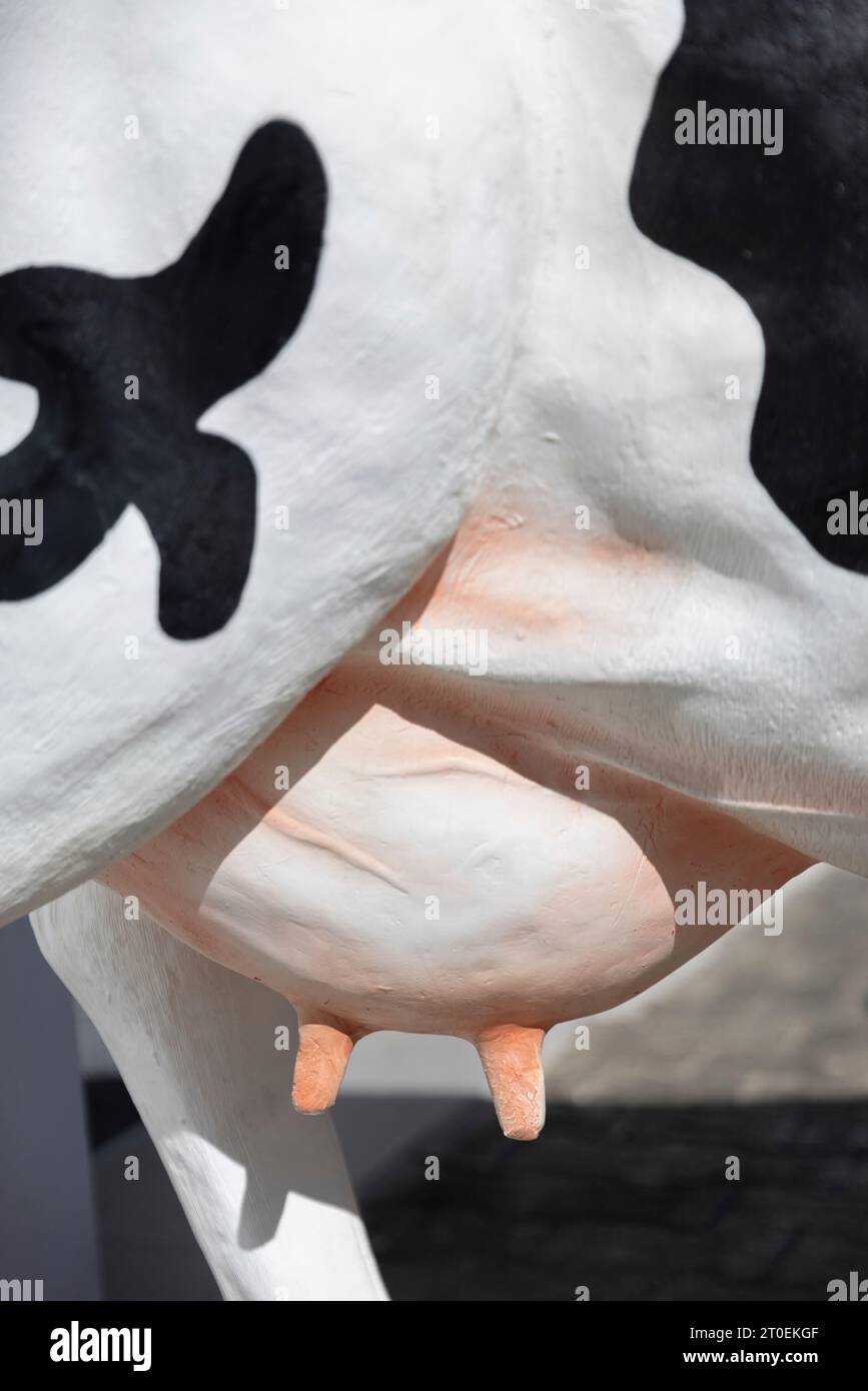Close up milking cow hi-res stock photography and images - Alamy