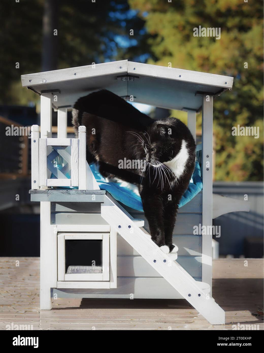 Cat in outdoor cathouse on a sunny day with defocused tree background ...