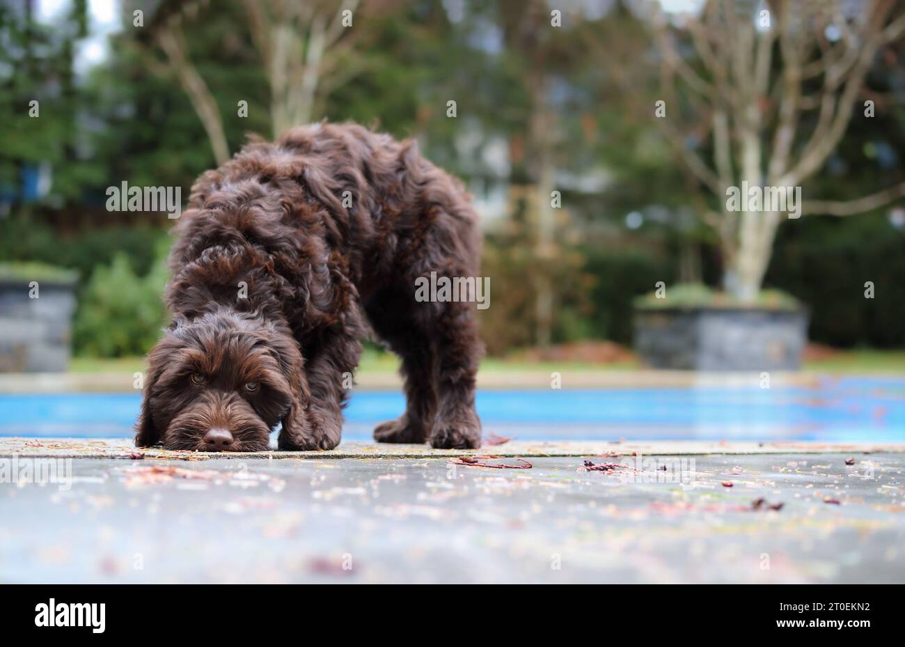 Labradoodle puppy exploring the outside with head sniffing the ground ...