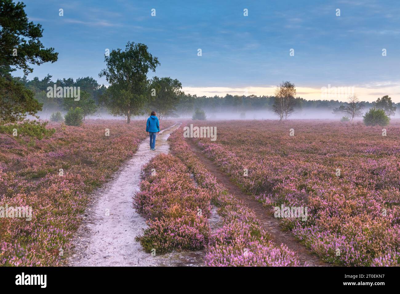 Sunrise in the Lüneburg Heath Stock Photo - Alamy