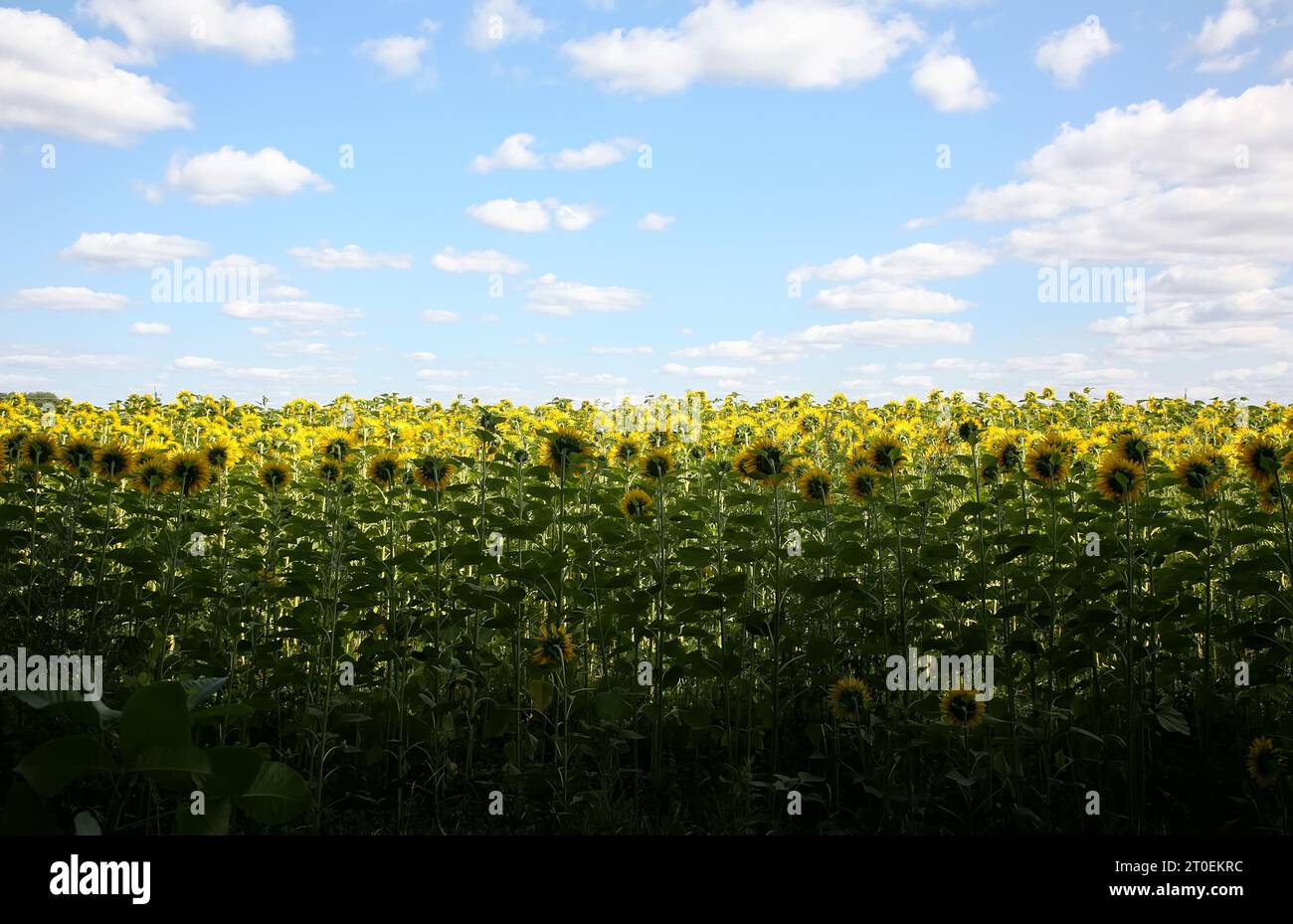 Behind of sunflowers, they turn themselves to the direction where ...