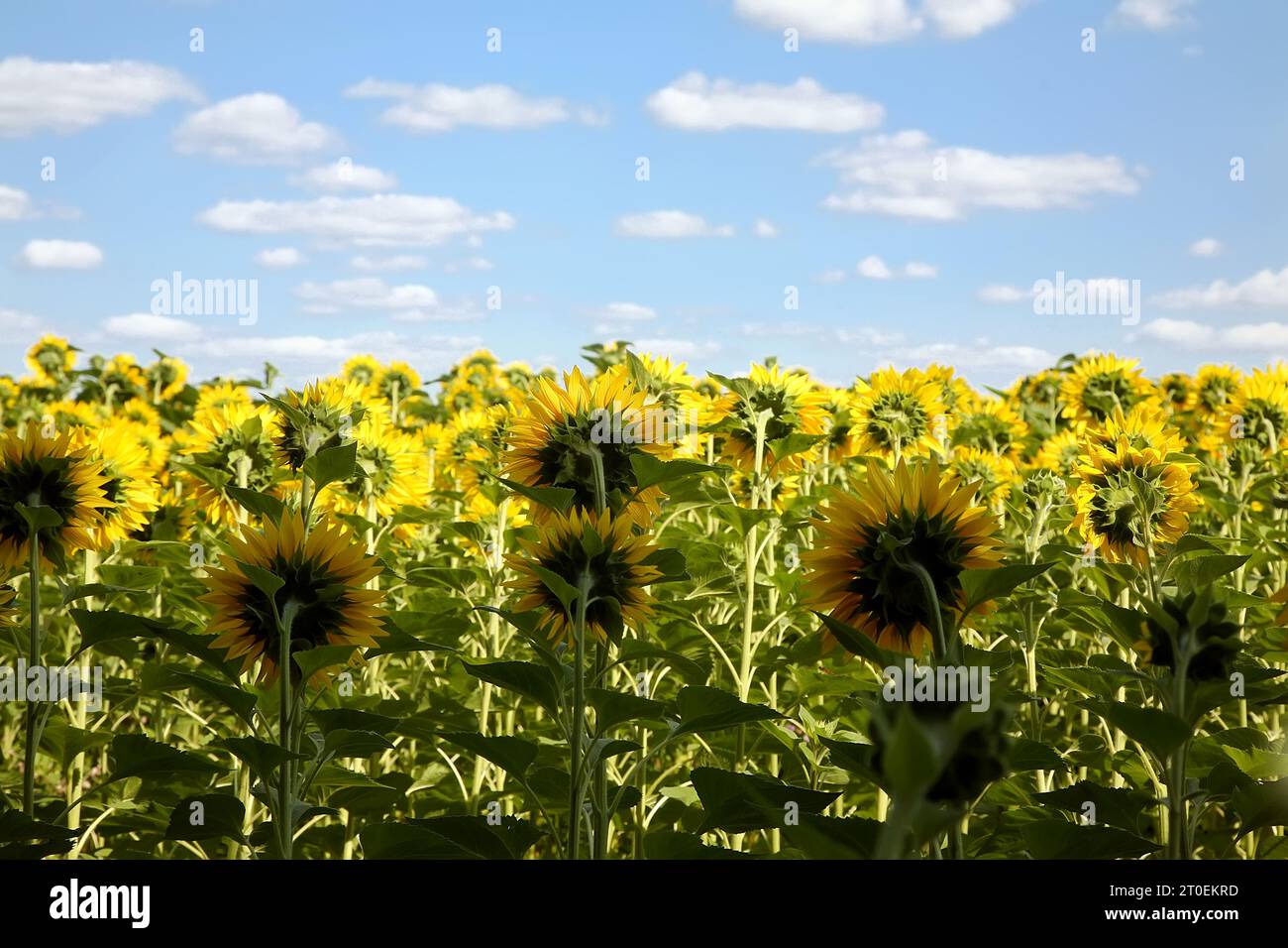 Behind of sunflowers, they turn themselves to the direction where ...