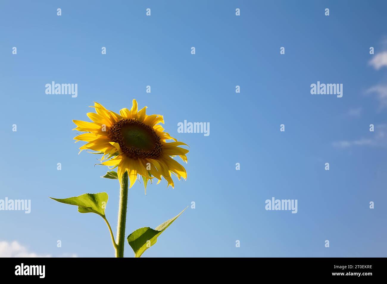 Beautiful sunflower sunshine message background - large yellow ...