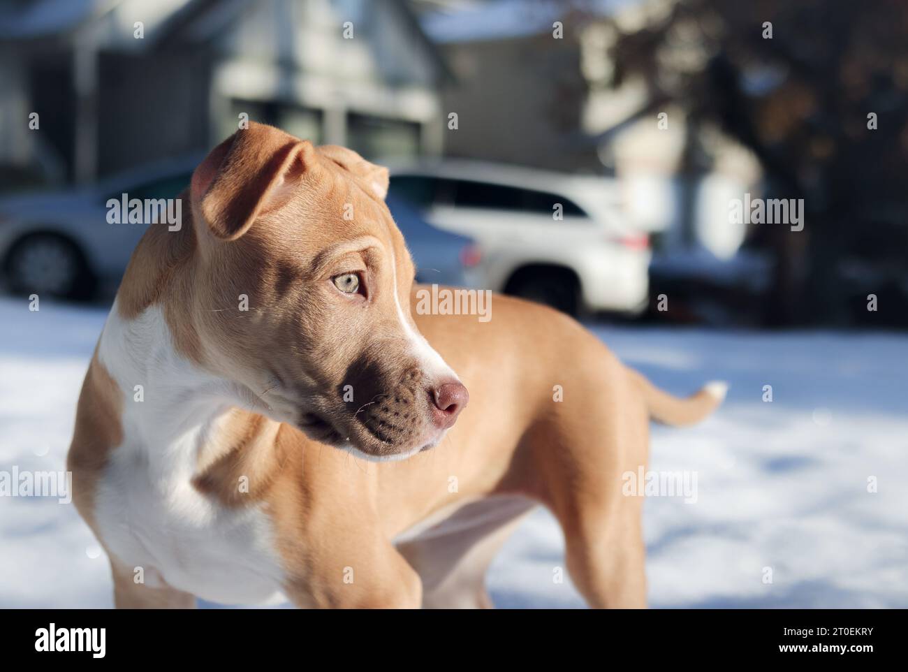Cute puppy standing in snow while looking sideways at something. Side ...