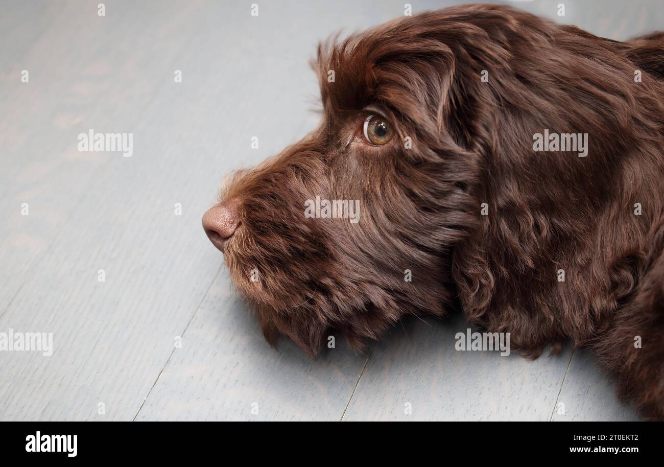 Labradoodle puppy lying on floor and ready to sleep, side profile ...