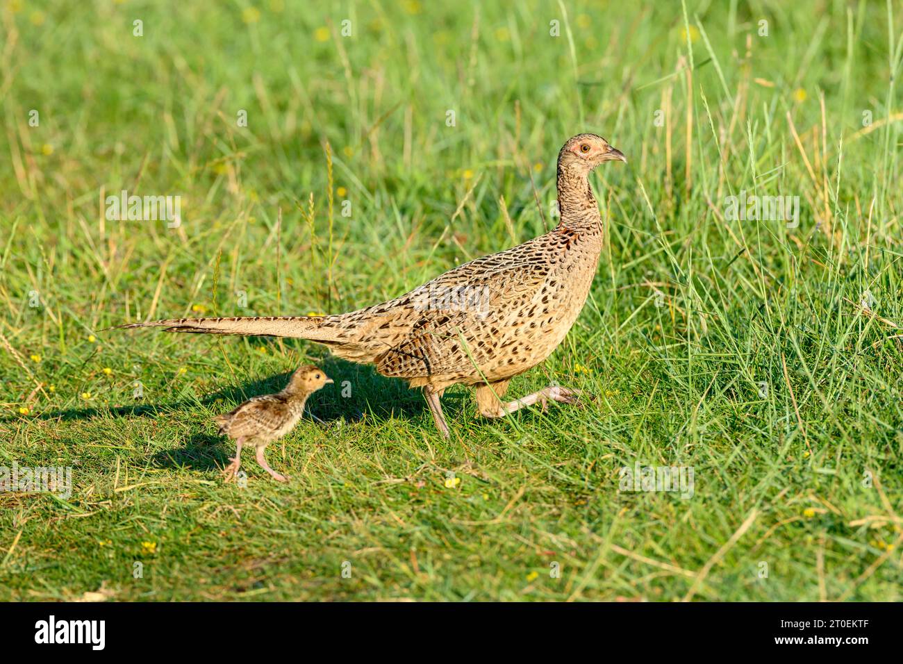 Germany, Lower Saxony, Juist, pheasant (Phasianus colchicus), hen with ...
