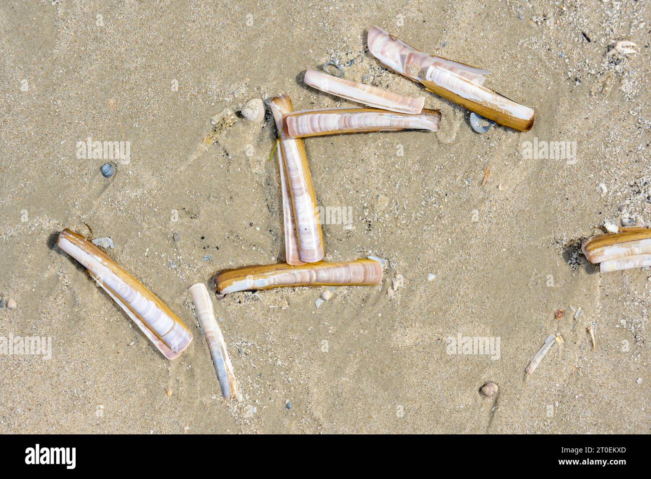 Sword-shaped razor clam (Ensis ensis), Curved razor clam on beach Stock ...