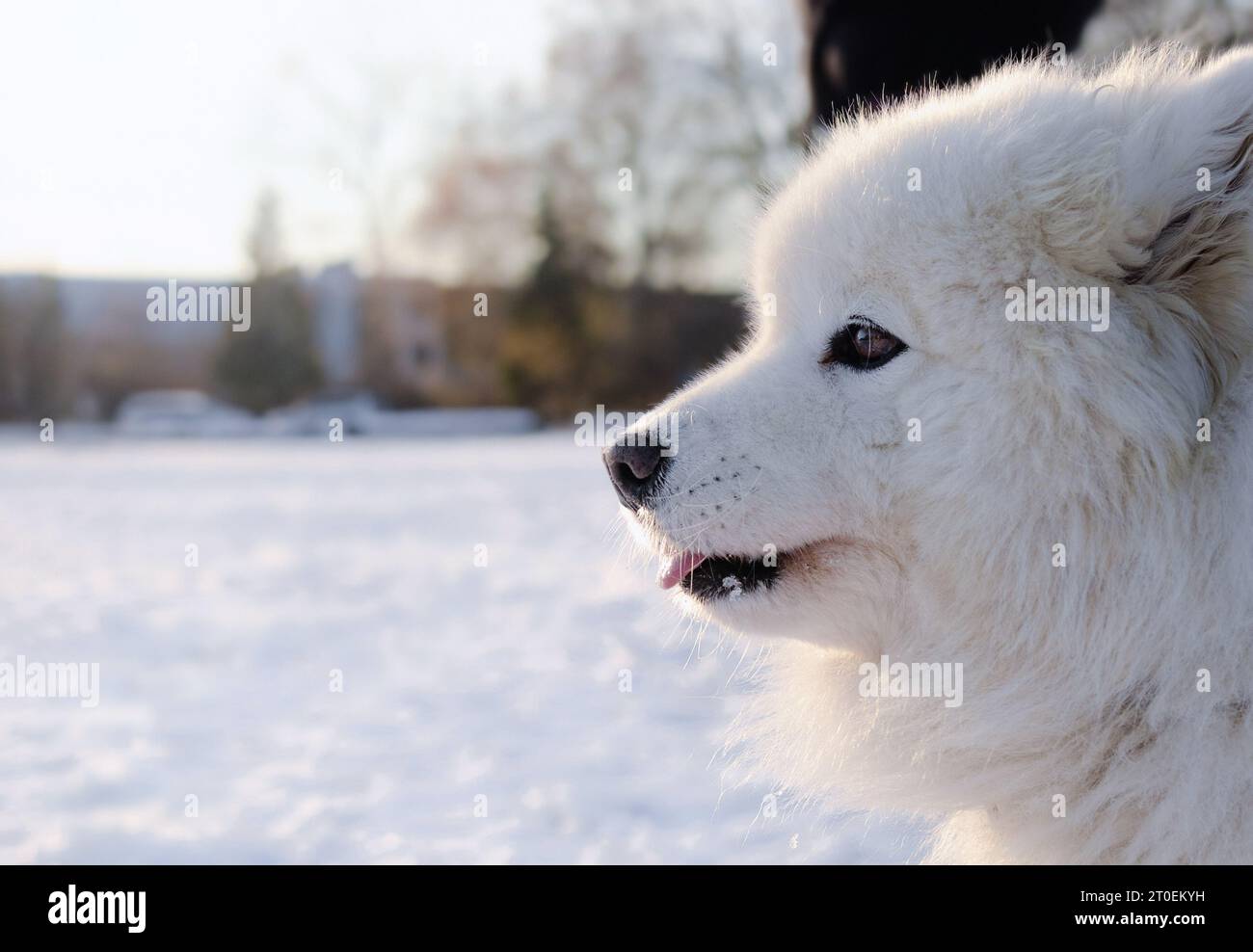 Samoyed dog with snow background looking at something. Side view head ...