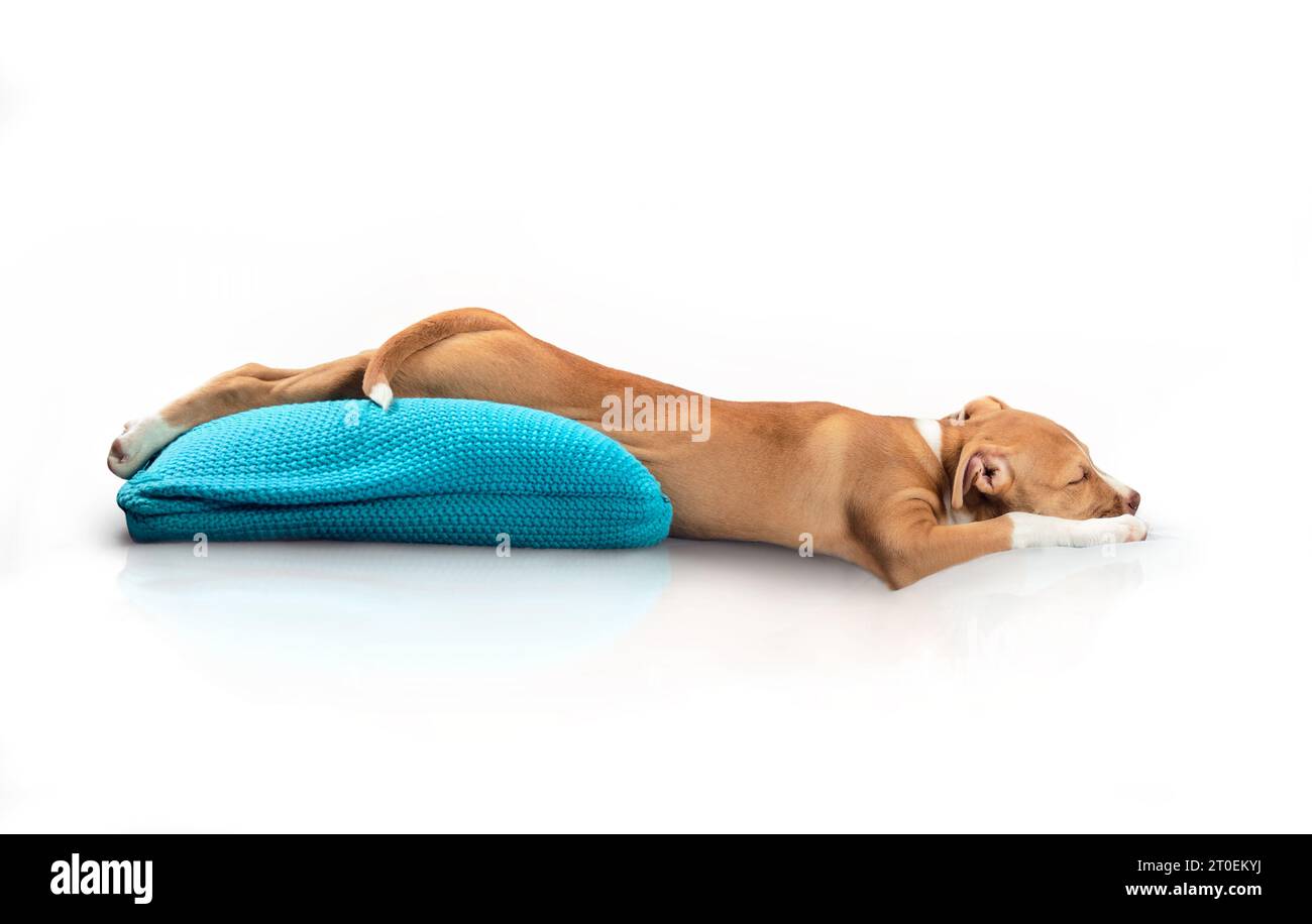 Weird behavior Cut Out Stock Images & Pictures - Alamy