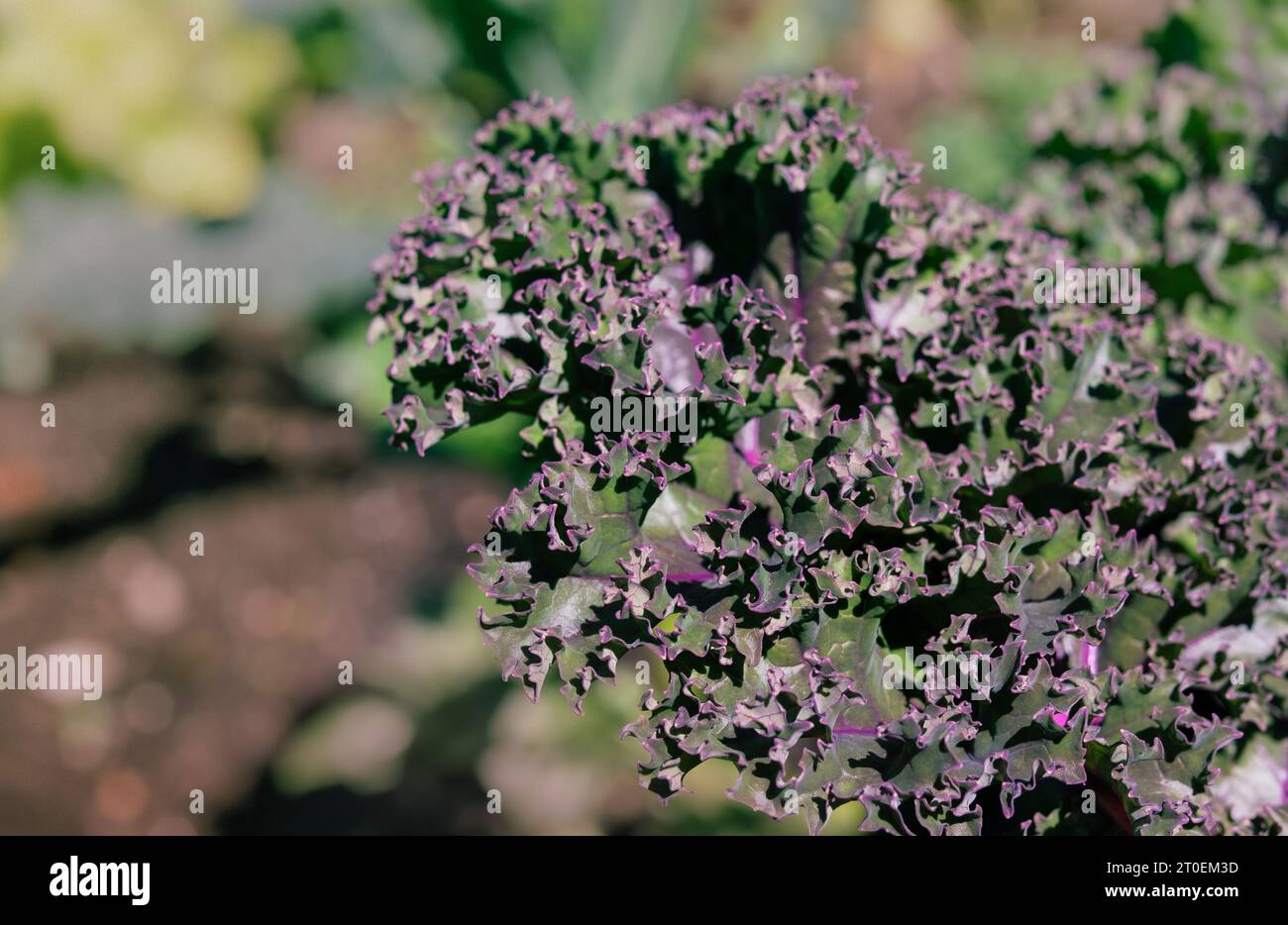 Red Russian Kale in garden on a sunny summer day. Close up of kale ...
