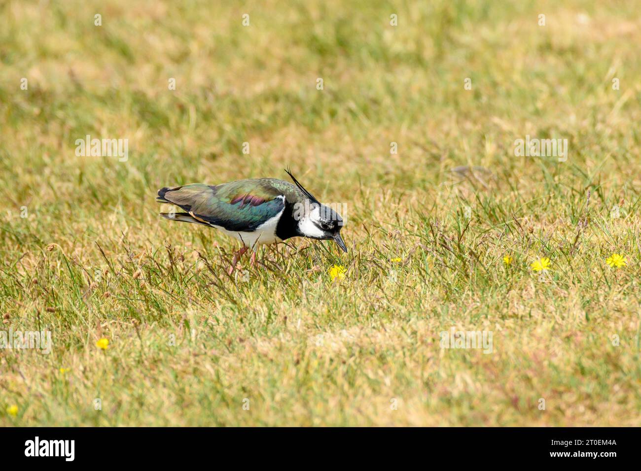 Lapwing (Vanellus vanellus) is a species of bird in the plover family ...