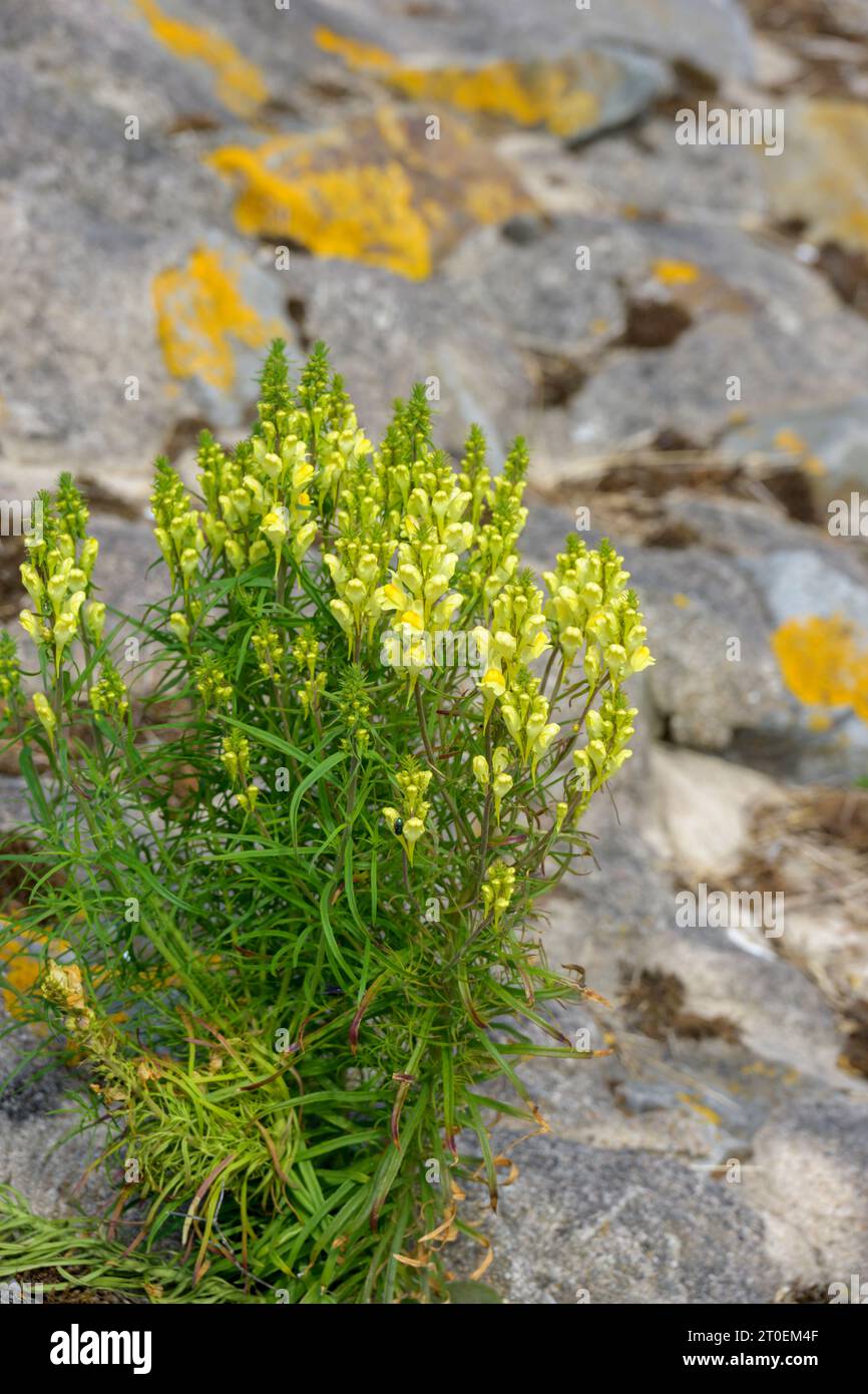 True toadflax (Linaria vulgaris) Plant species of the genus Linaria ...