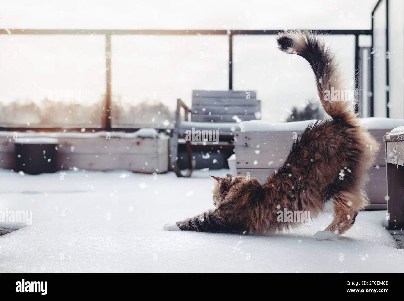 Cute cat in snow on rooftop patio. Sideview of fluffy calico kitty ...