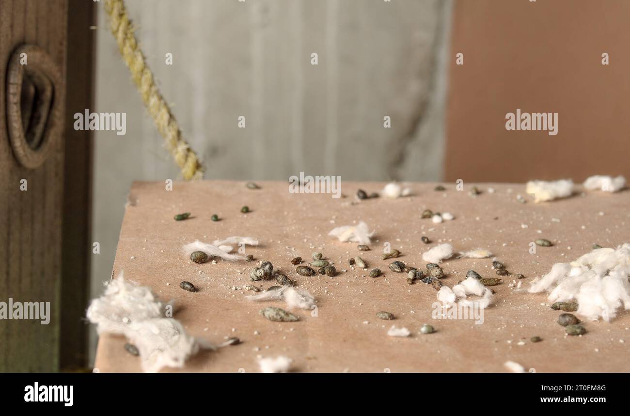 Lots of mice poop on cardboard box with ceiling insulation pieces ...