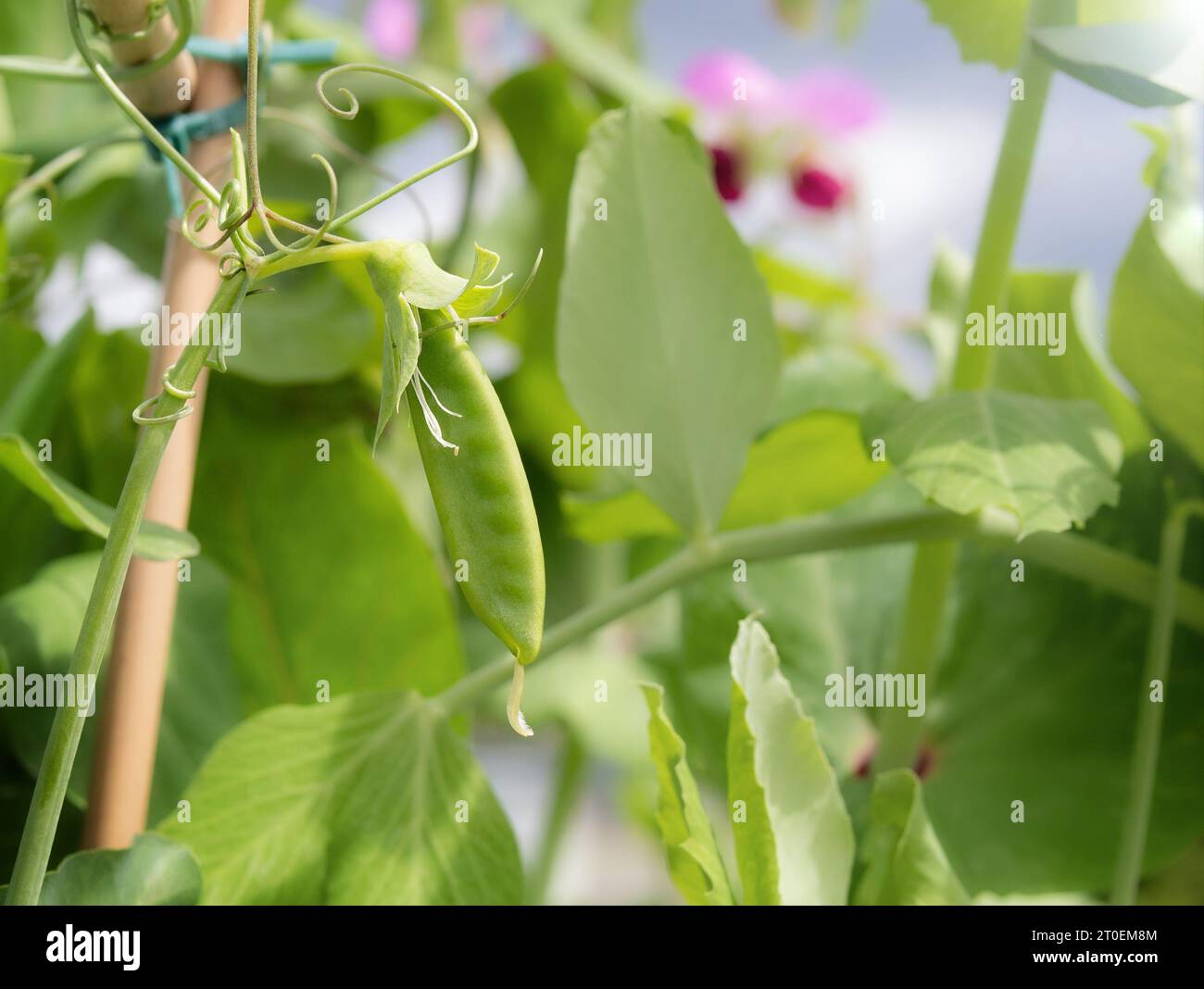 Snap pea pod in front of defocused plant foliage and with bamboo ...