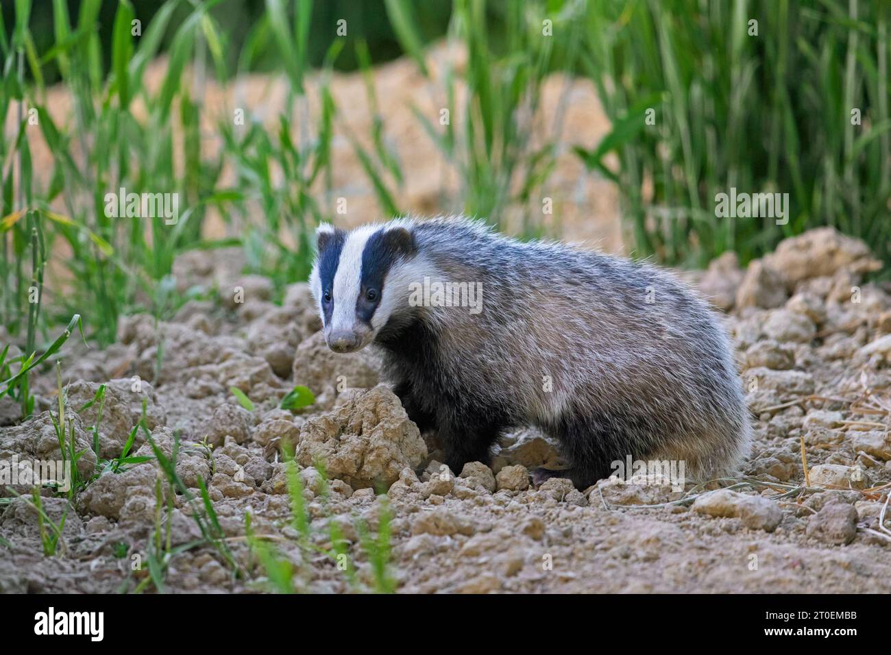Young European badger (Meles meles) juvenile foraging in field ...
