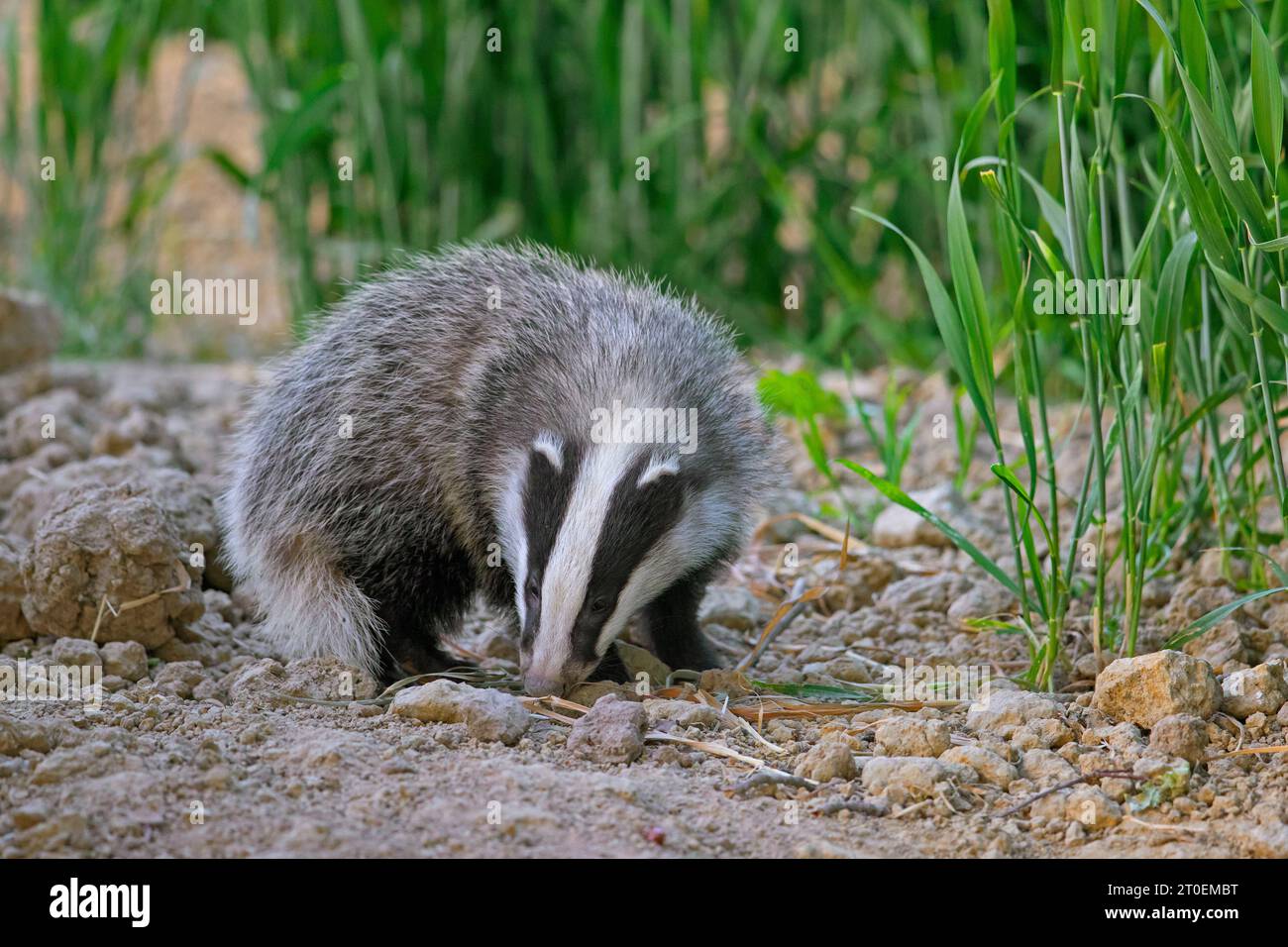 Young European badger (Meles meles) juvenile sniffing the earth for ...