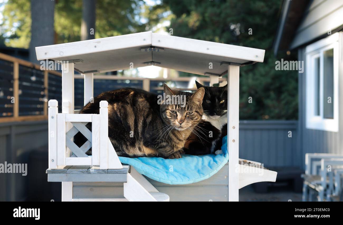 Two cats sitting in cathouse on patio. Relaxed bonded cat brothers ...