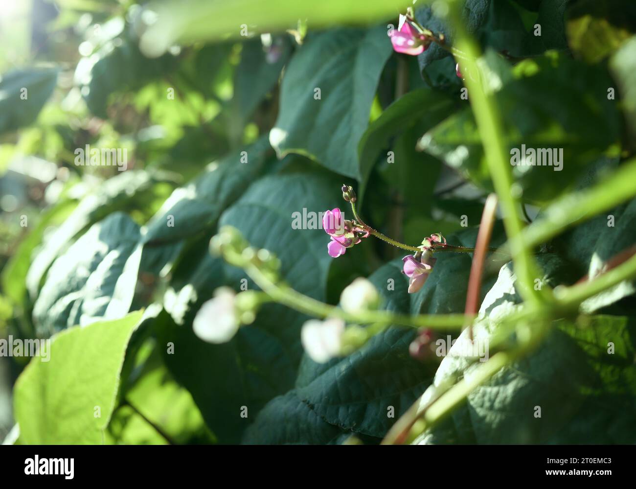 Kentucky blue beans hi-res stock photography and images - Alamy