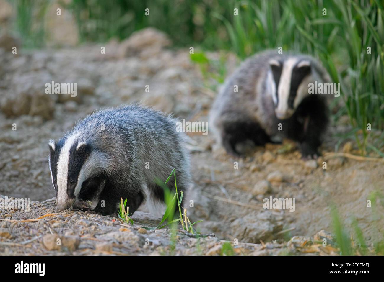 Two young European badgers (Meles meles) juveniles sniffing the earth ...