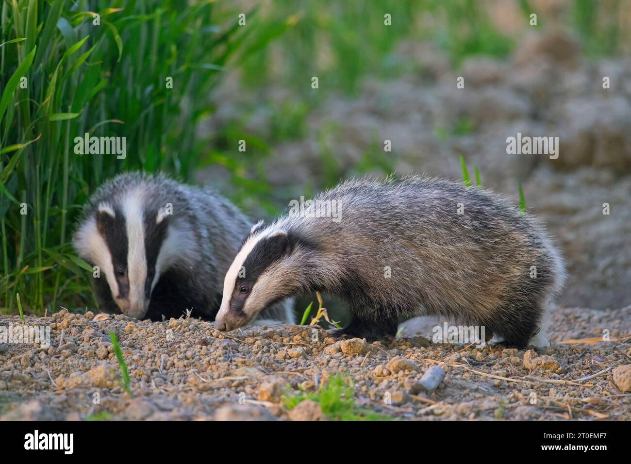 Two young European badgers (Meles meles) juveniles sniffing the earth ...