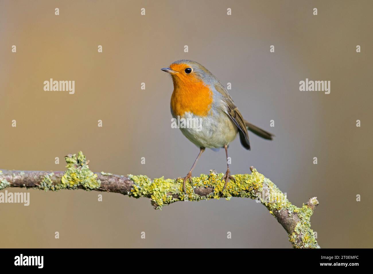 European robin redbreast (Erithacus rubecula) perched in tree in winter ...