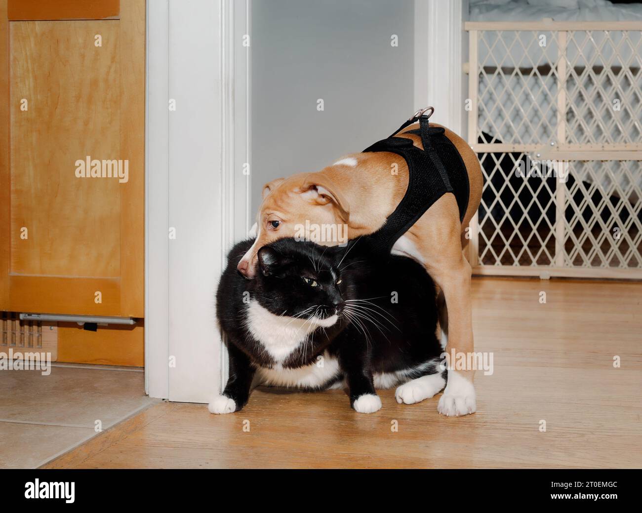 Mixed breed dog and cat hi-res stock photography and images - Alamy