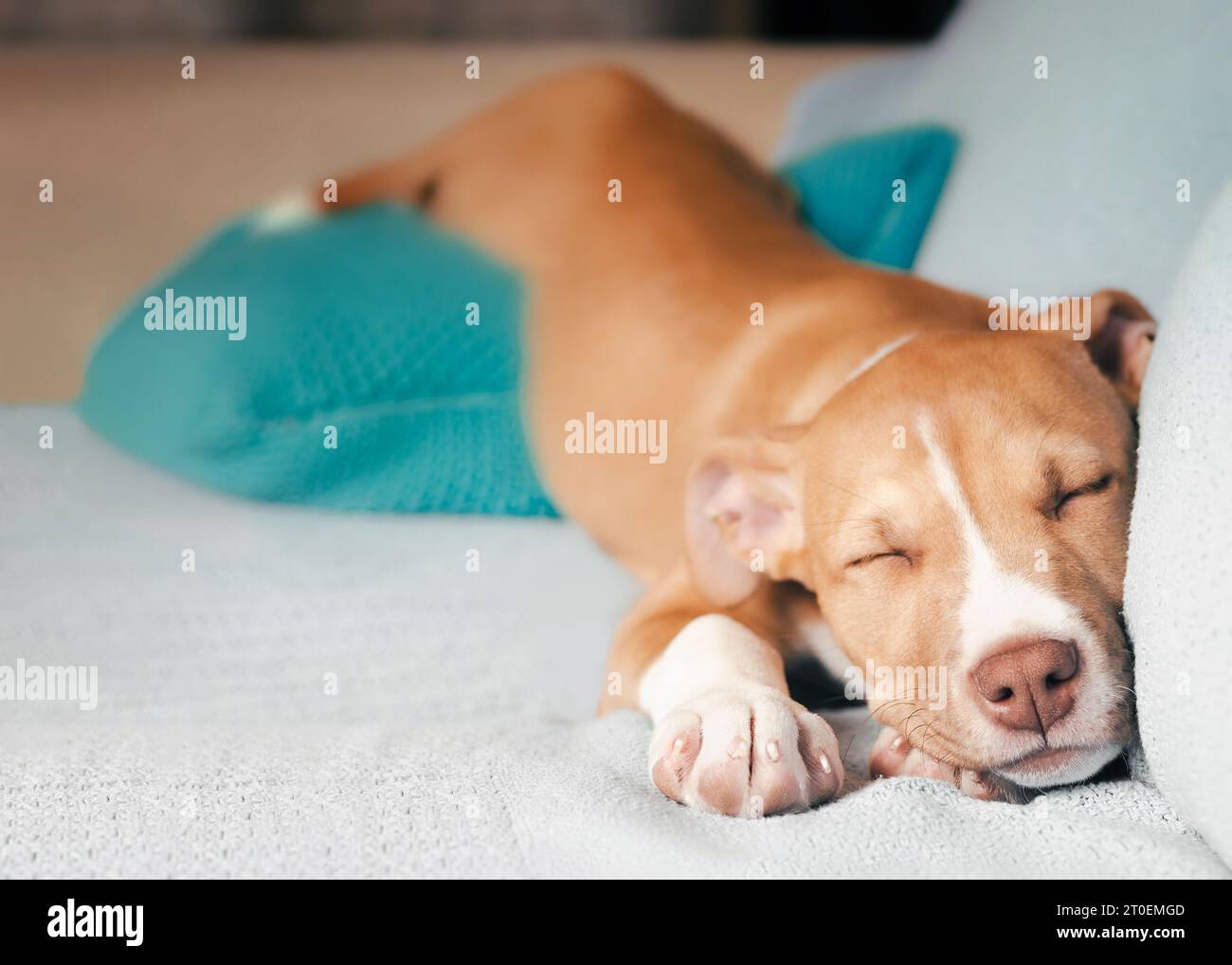 Cute puppy sleeping in funny position in sofa. Front view of very ...