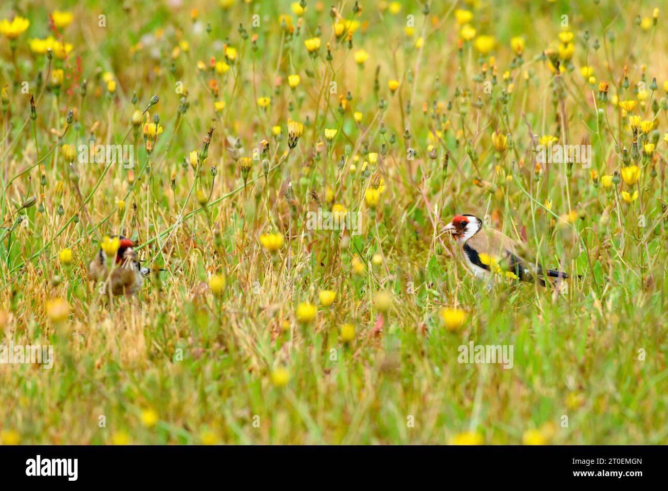 Finch family hi-res stock photography and images - Alamy