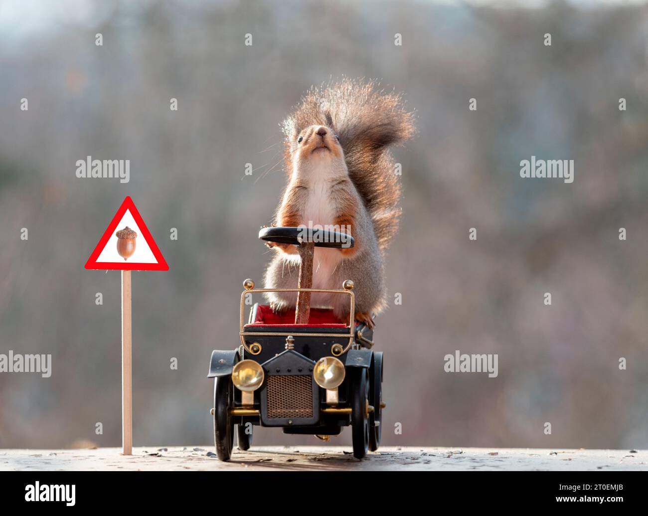 Squirrel crossing sign hi-res stock photography and images - Alamy