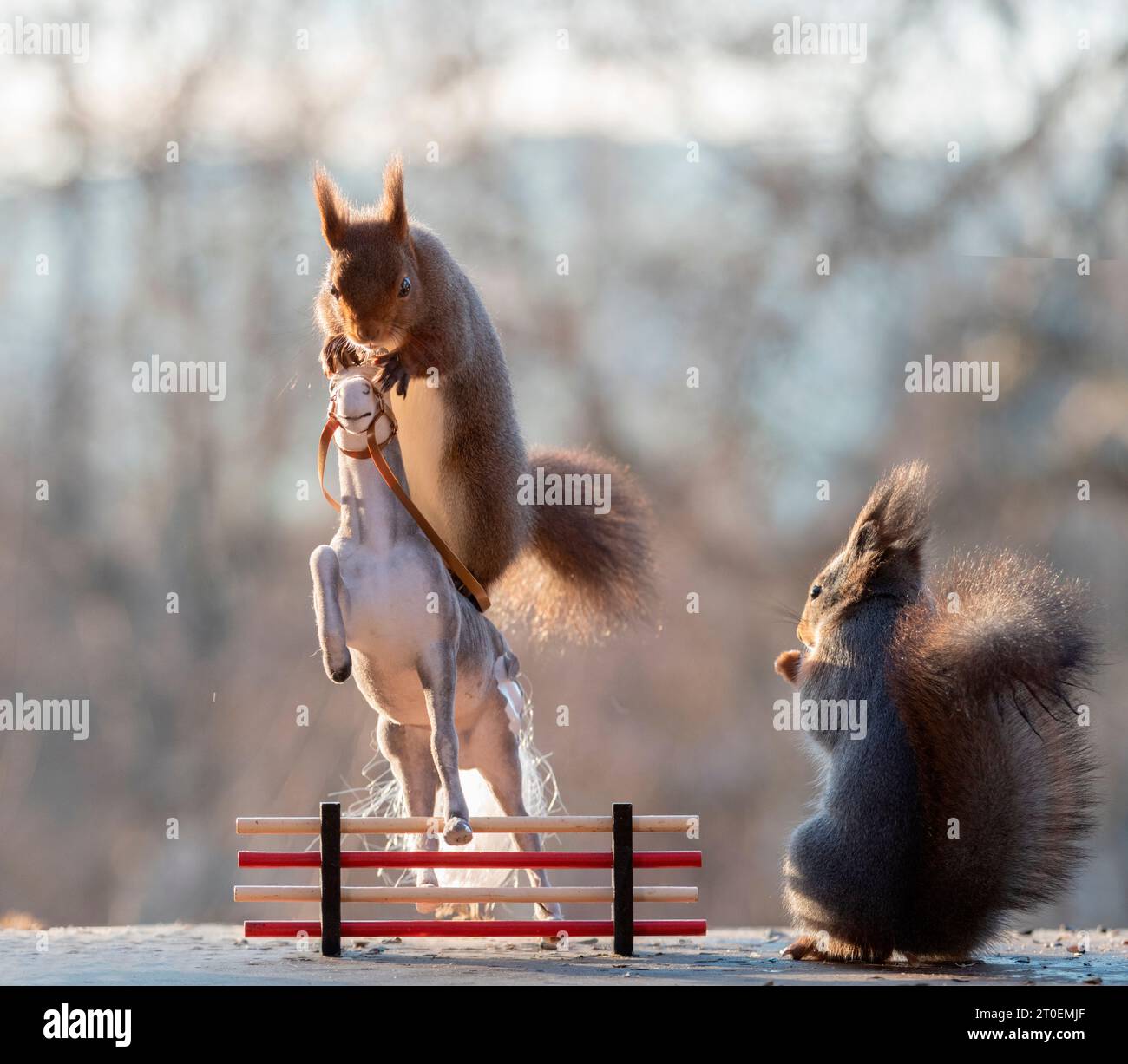 Red squirrels with a horse hi-res stock photography and images - Alamy