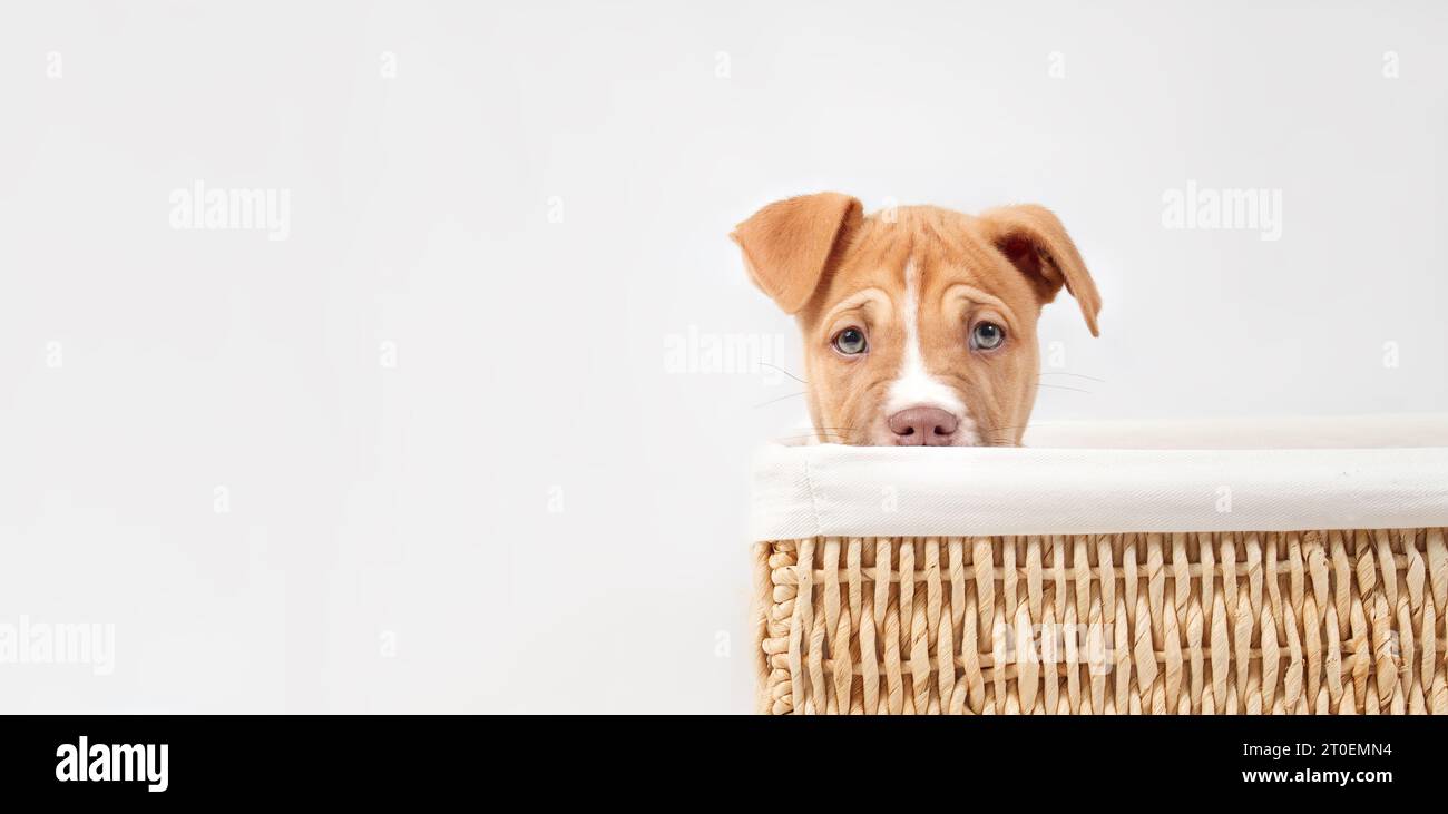 Cute puppy in box on grey background. Head shot of puppy dog sitting in ...