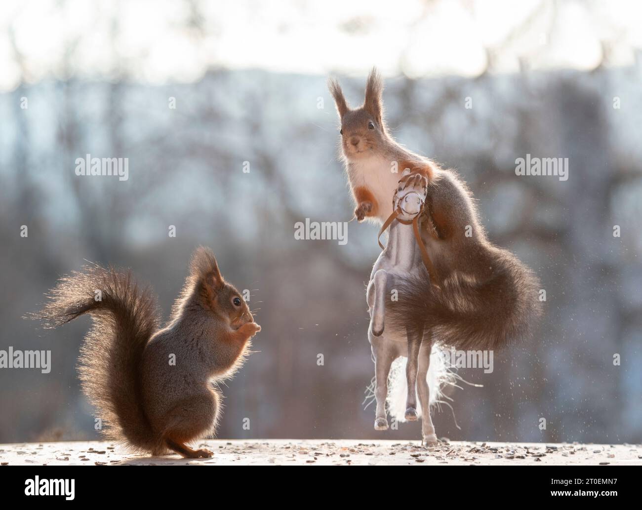 Red squirrels with a horse hi-res stock photography and images - Alamy