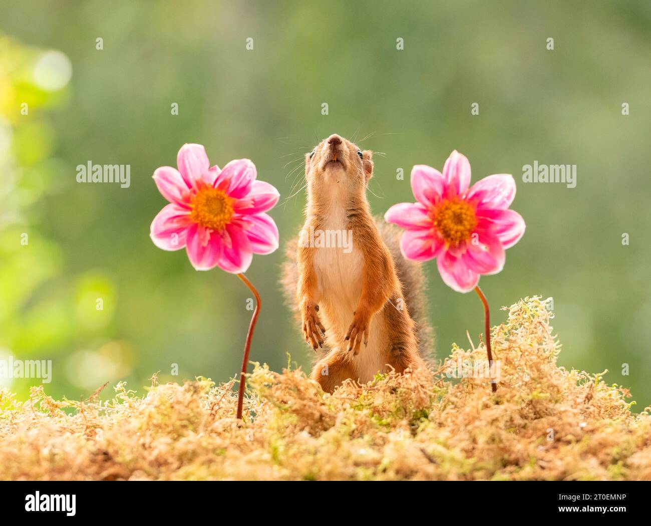 Red squirrels with dahlia flowers hi-res stock photography and images ...