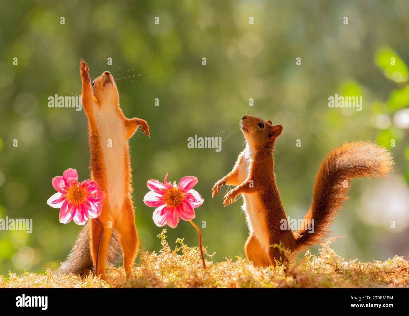 Red squirrels with dahlia flowers hi-res stock photography and images ...