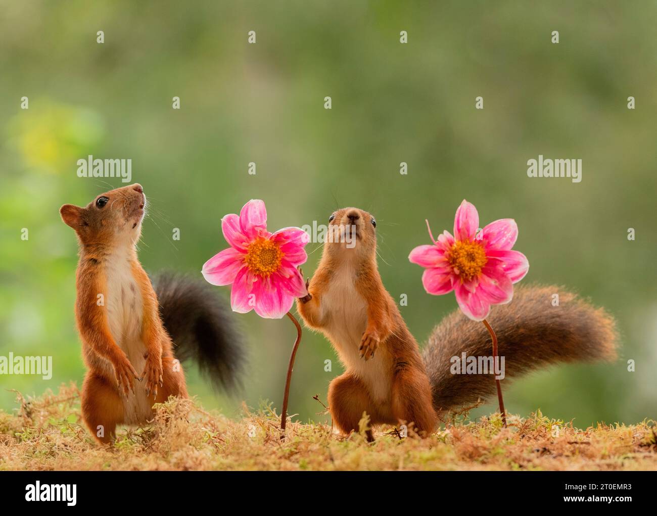Red squirrels with dahlia flowers hi-res stock photography and images ...