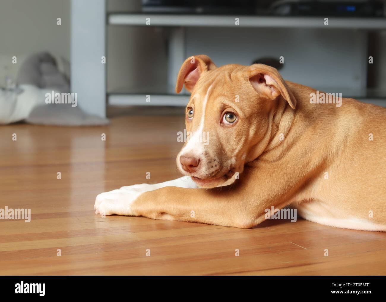 Puppy dog with guilty look lying on the floor while looking at camera ...